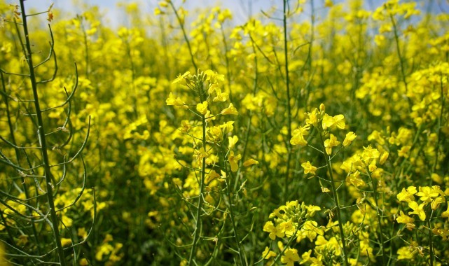 Yağ bitkisi kanola, arıcılıkta da avantaj sağlıyor - Güncel - Edirne ...